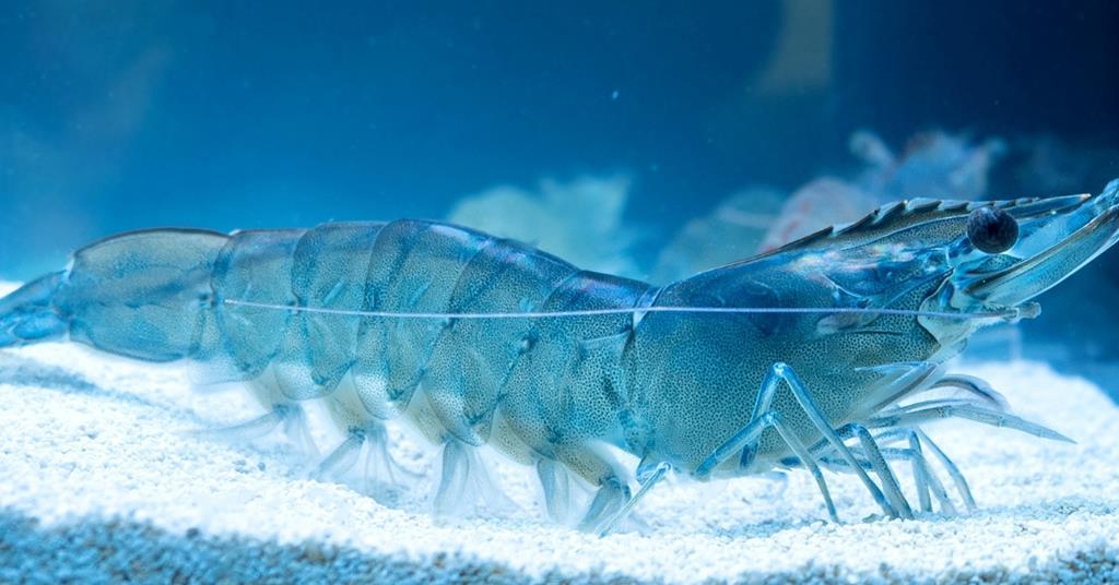 Five years of sustainable shrimp | News | World Fishing