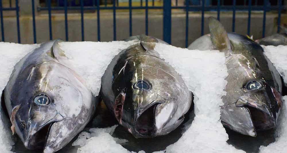 Tech benefits longliners and environment | News | World Fishing