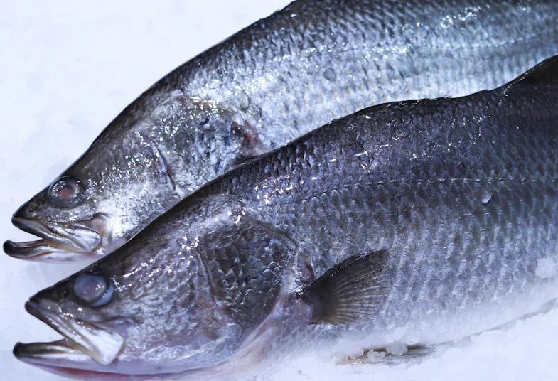 Tassal acquires Australian barramundi farm | News | World Fishing