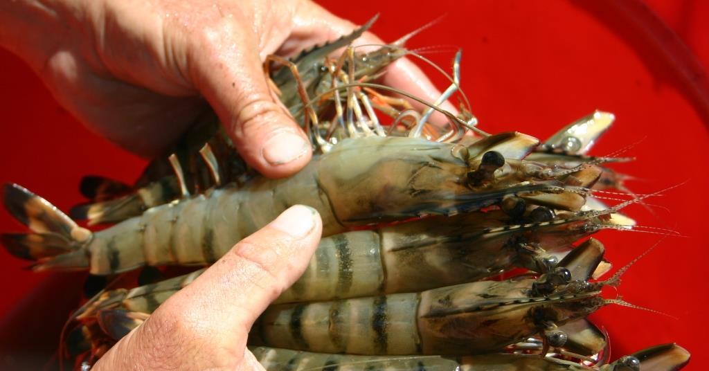 Game changer for prawn industry | News | World Fishing
