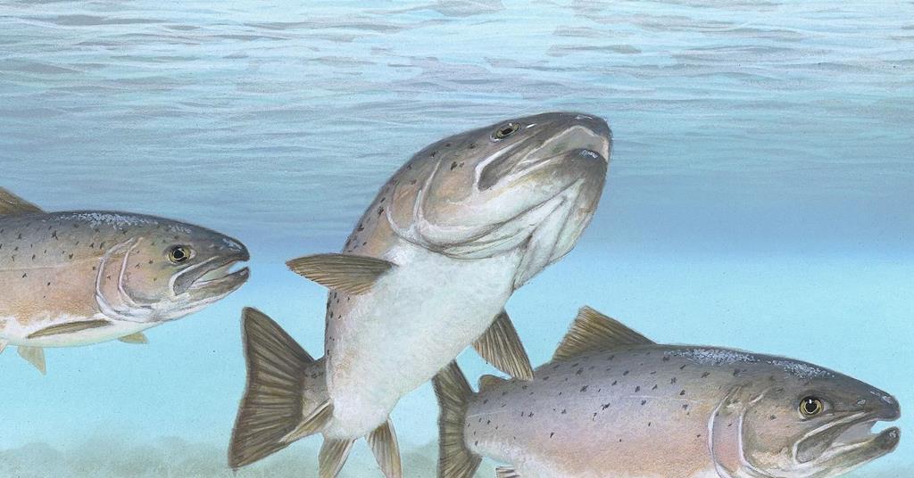 Russia’s largest aquaculture plant | News | World Fishing