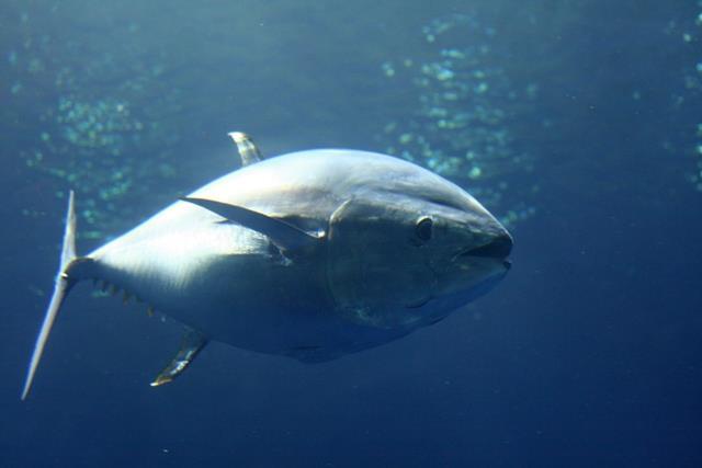 Atlantis reveals new bluefin strategy | News | World Fishing