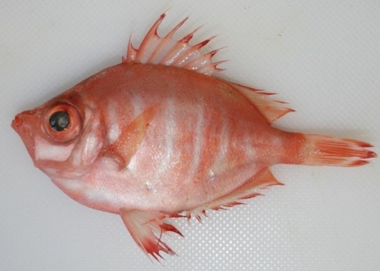 Ireland’s biggest fish resource is difficult to process | News | World ...