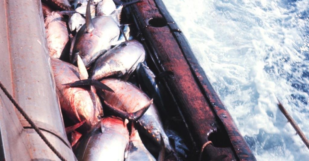 Bigeye tuna on overfished list | News | World Fishing