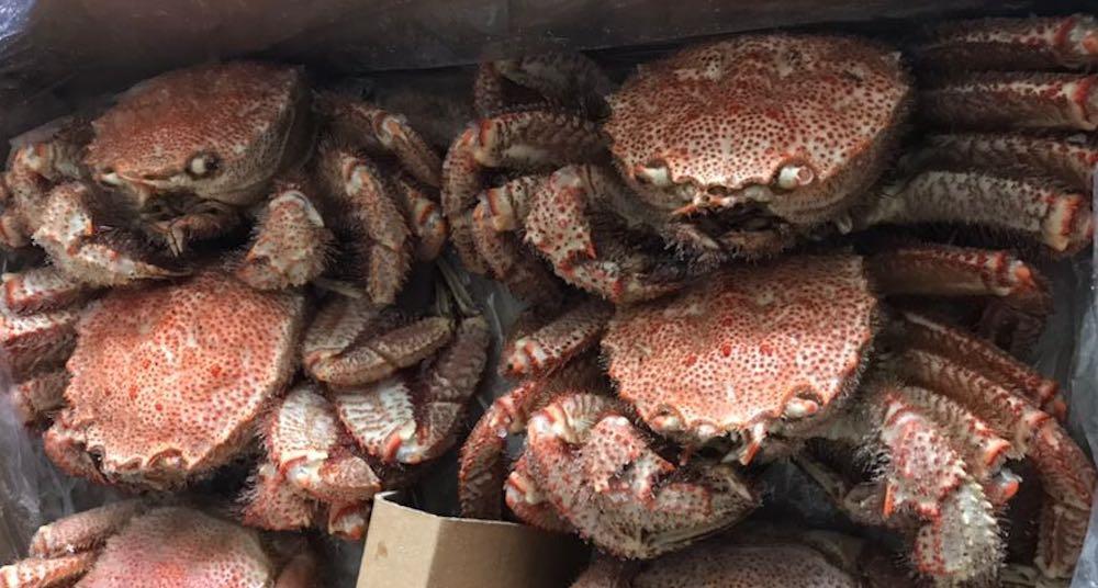 Russian Crab announces first quarter catches | News | World Fishing