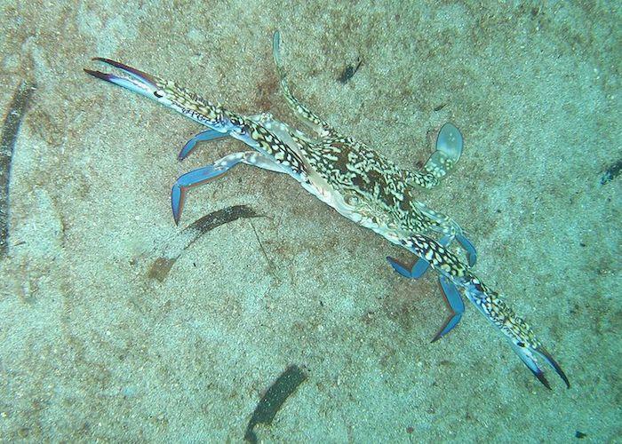 SEASL marks FIP milestone | News | World Fishing