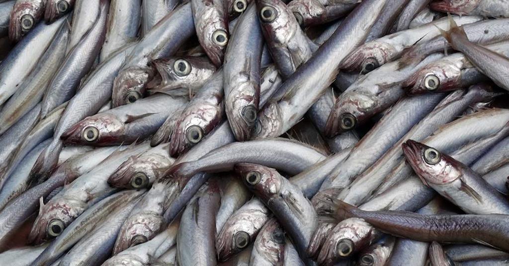 Iceland catching less fish this year but its value increases | News ...