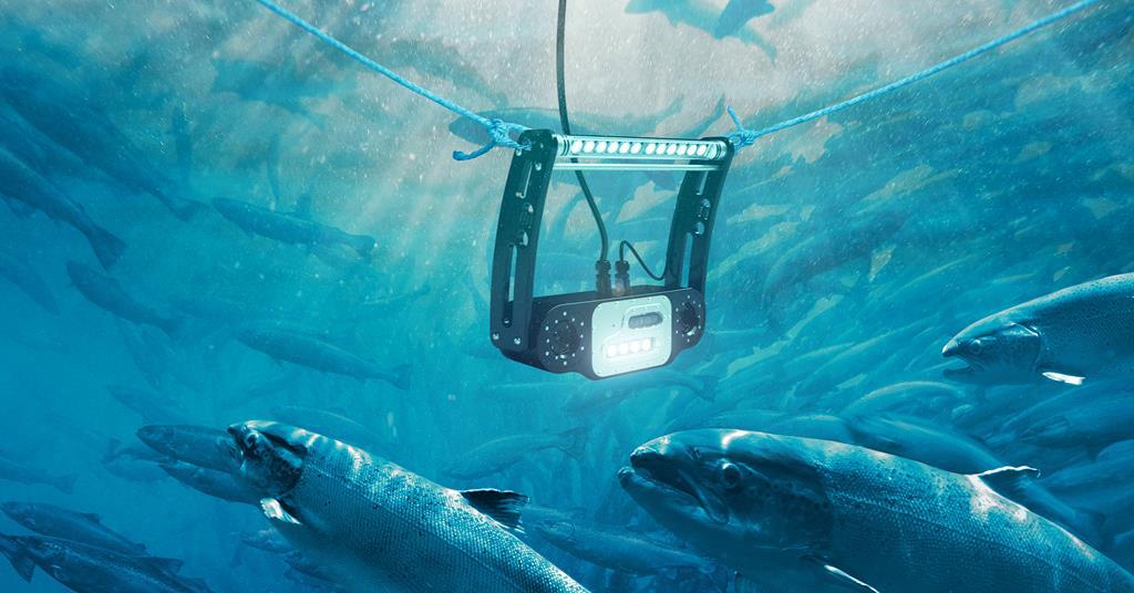 MSD Animal Health unveils next-gen Falcon | News | World Fishing