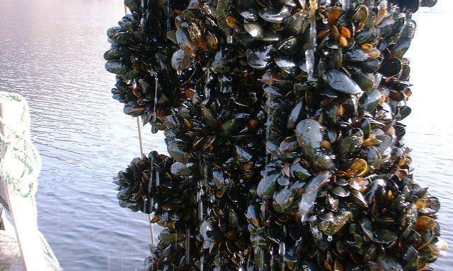 Offshore mussel farm lease granted | News | World Fishing