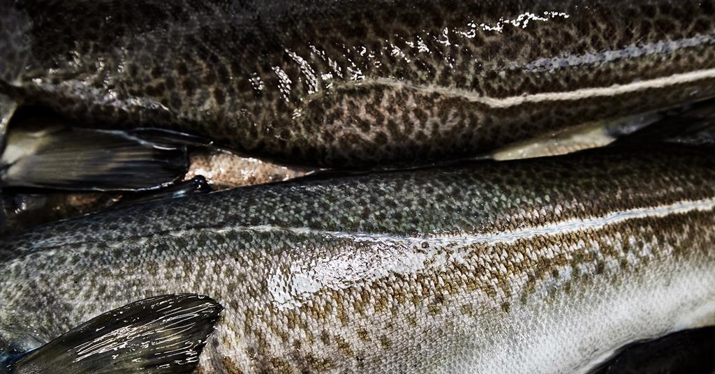 Norcod switches power | News | World Fishing