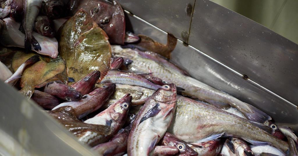 BRICS: Russia sets it sights on fish trade growth | News | World Fishing