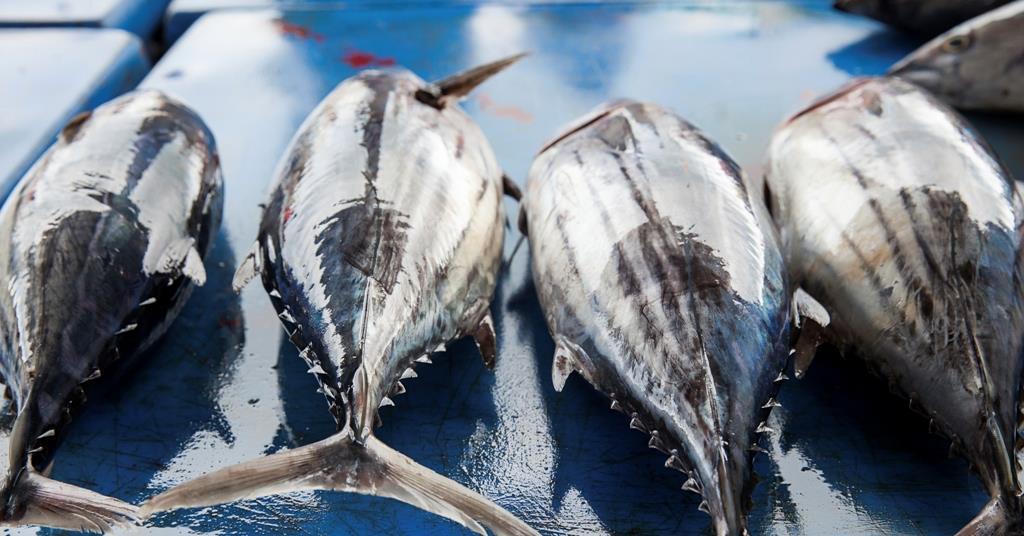 MSC certification for skipjack and yellowfin tuna | News | World Fishing