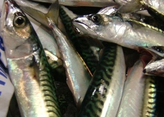 Demand from Japan boosts Scottish mackerel | News | World Fishing