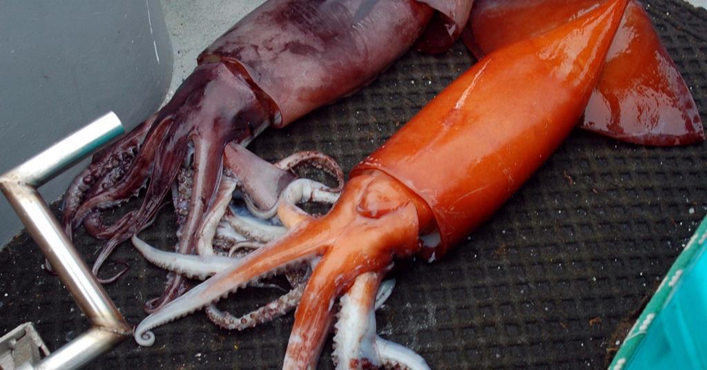 Peru imposes jumbo flying squid regulations | News | World Fishing