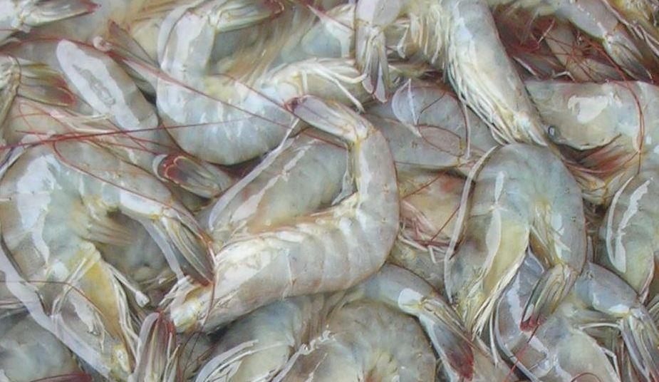 Trio establish shrimp gene editing tech | News | World Fishing