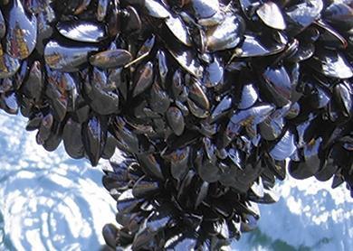 Mussel farm awarded grant to develop harvesting equipment | News ...