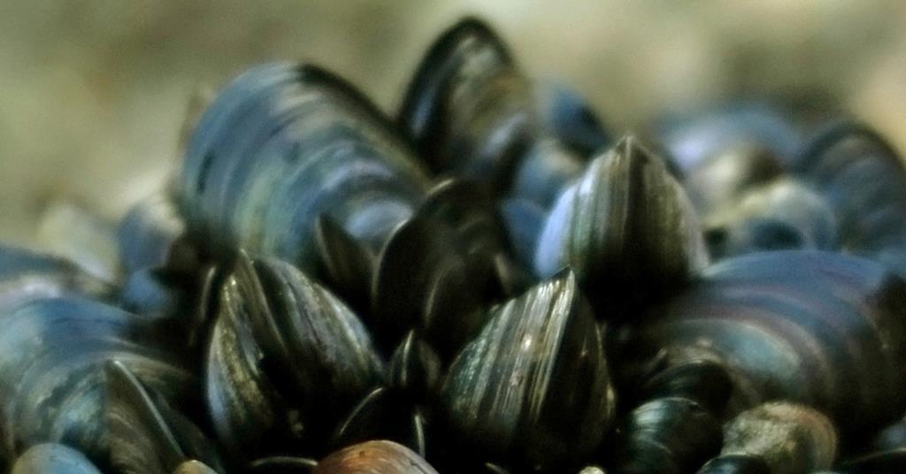 First BAP mussel plant certified | News | World Fishing