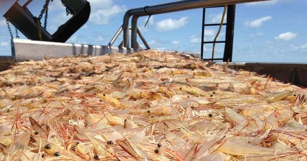Aussie prawn fishers urge public to choose sustainably this Christmas ...