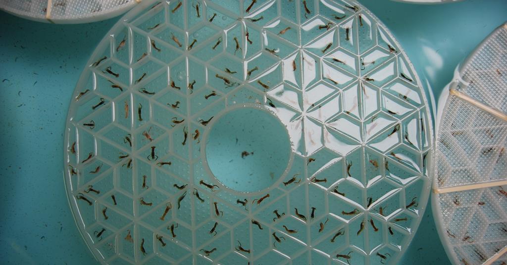 Ocean on Land Technology advances lobster hatchery systems | News ...