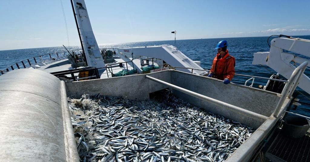 Russia’s seafood industry tightens its belt | News | World Fishing