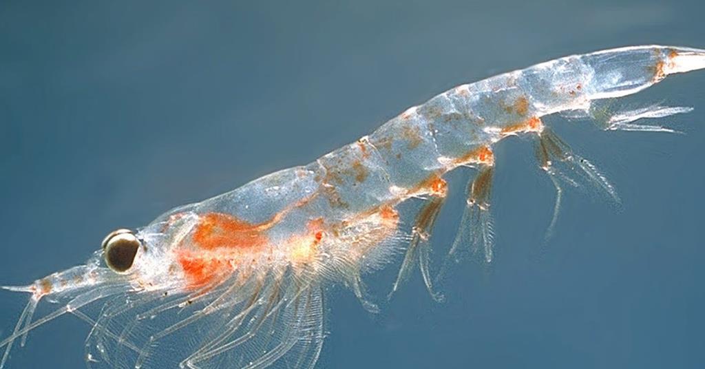 Industry commits to testing winning F3 Challenge krill replacements ...