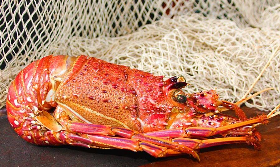 WA ups crab and lobster limits | News | World Fishing