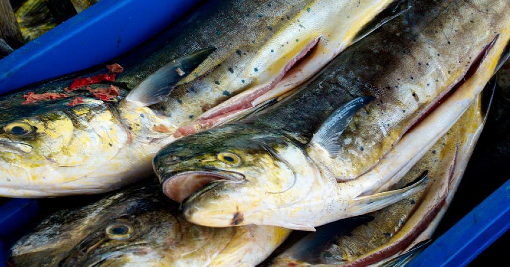 Ecuador, Peru fishing boost | News | World Fishing