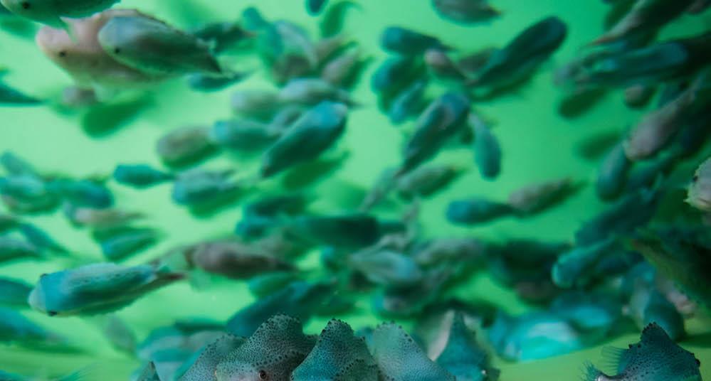 How to raise healthy lumpfish | News | World Fishing