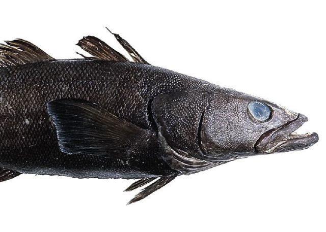 Toothfish fishery secures MSC certification | News | World Fishing