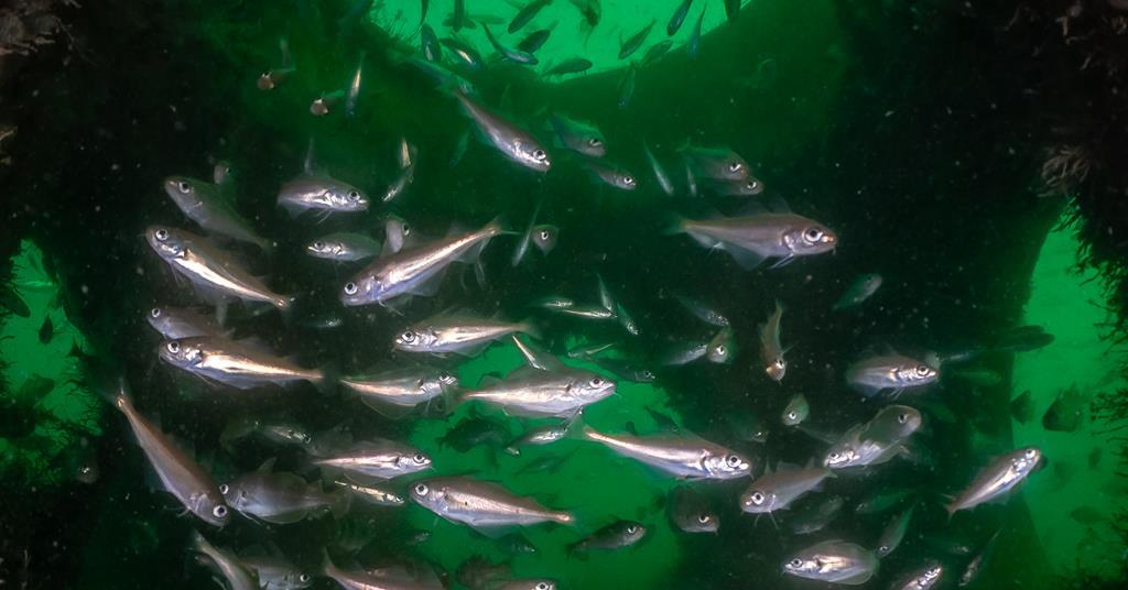 Boosting biodiversity | News | World Fishing