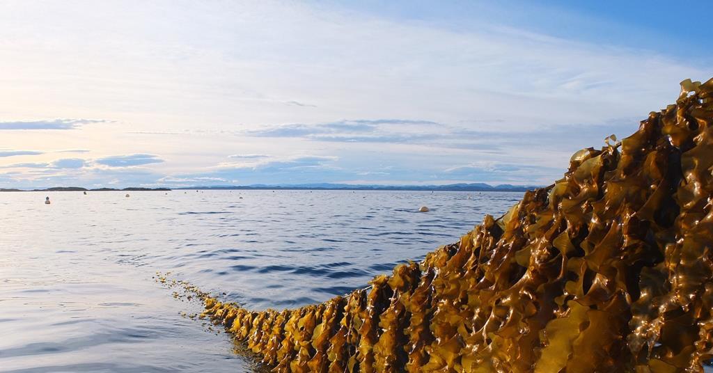 Seaweed firm eyes growth | News | World Fishing