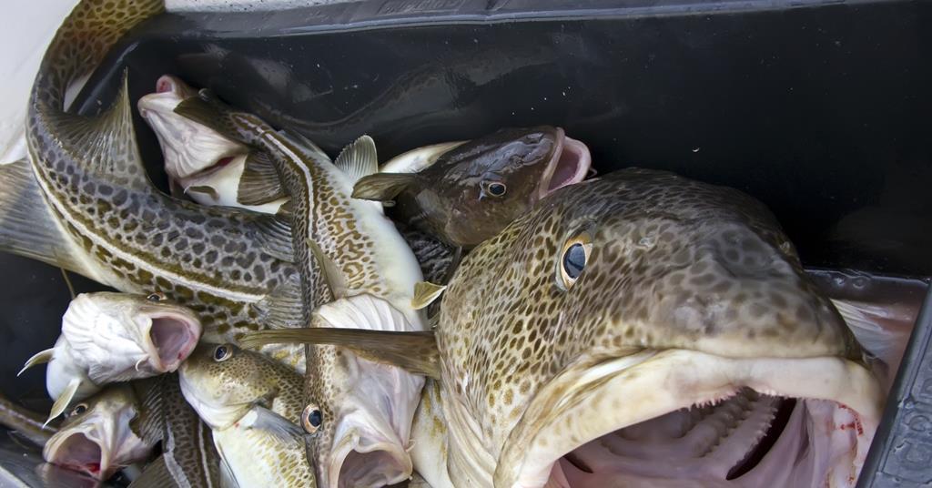 Huge cod quota cut advised for Barents Sea | News | World Fishing