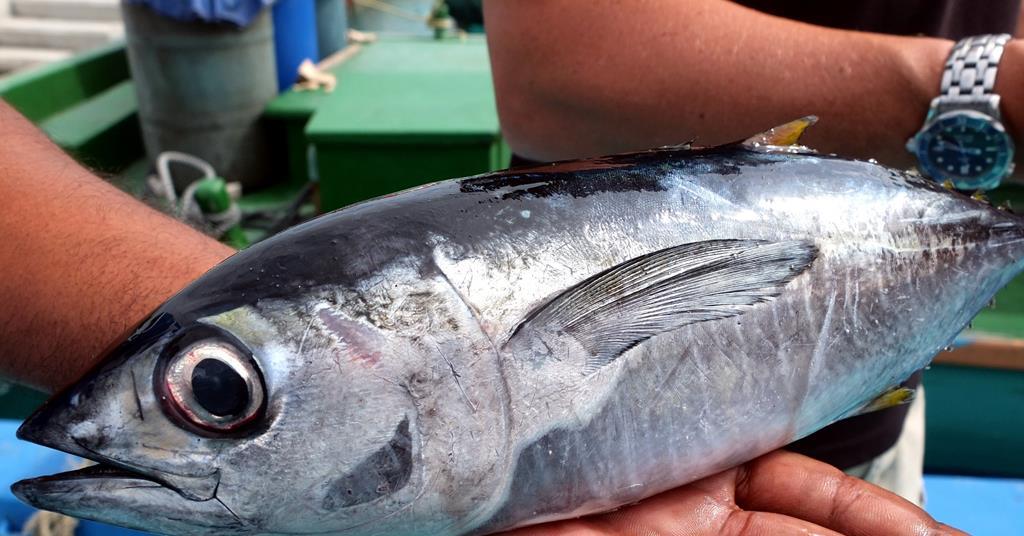 Solomon Islands tuna achieves MSC certification | News | World Fishing