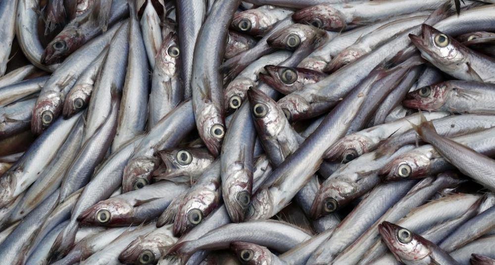 Blue whiting boosts Iceland’s spring catch | News | World Fishing