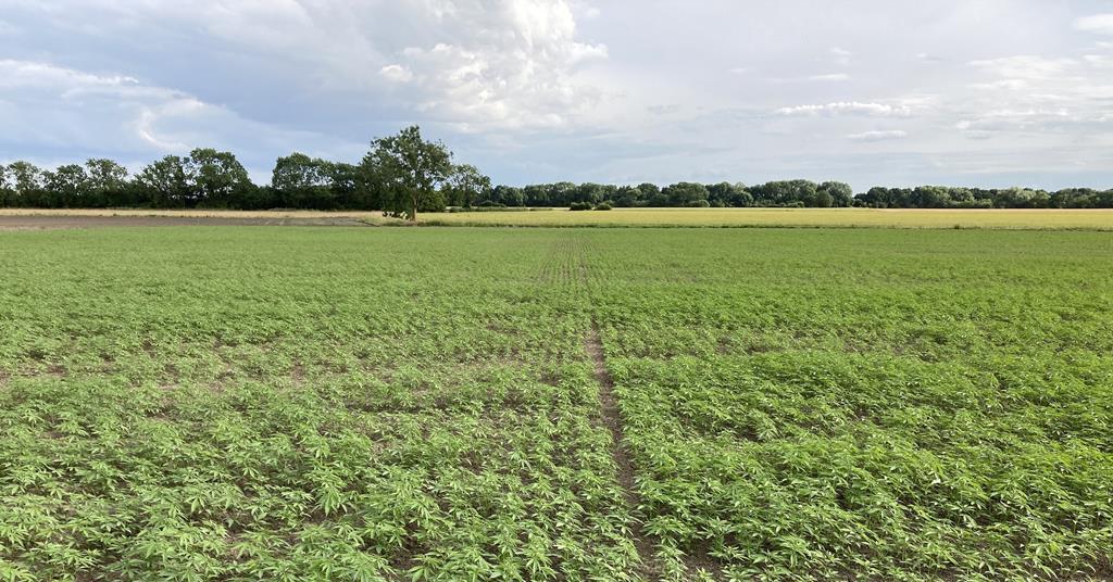 Hemp aquafeed trials | News | World Fishing