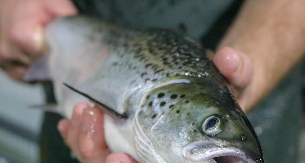 Scottish salmon farming inquiry launched | News | World Fishing