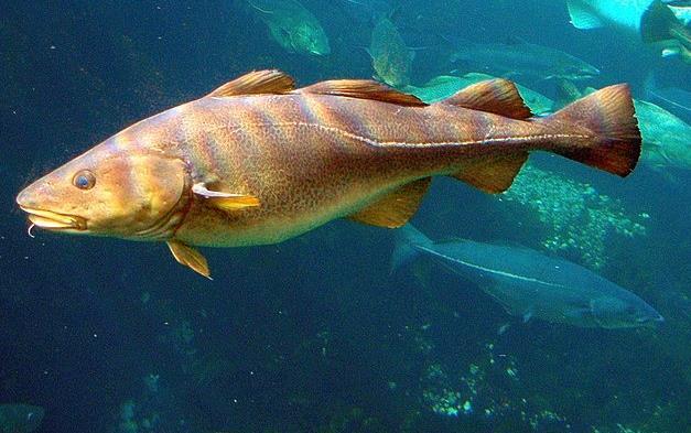 Report: Climate change displacing fish | News | World Fishing