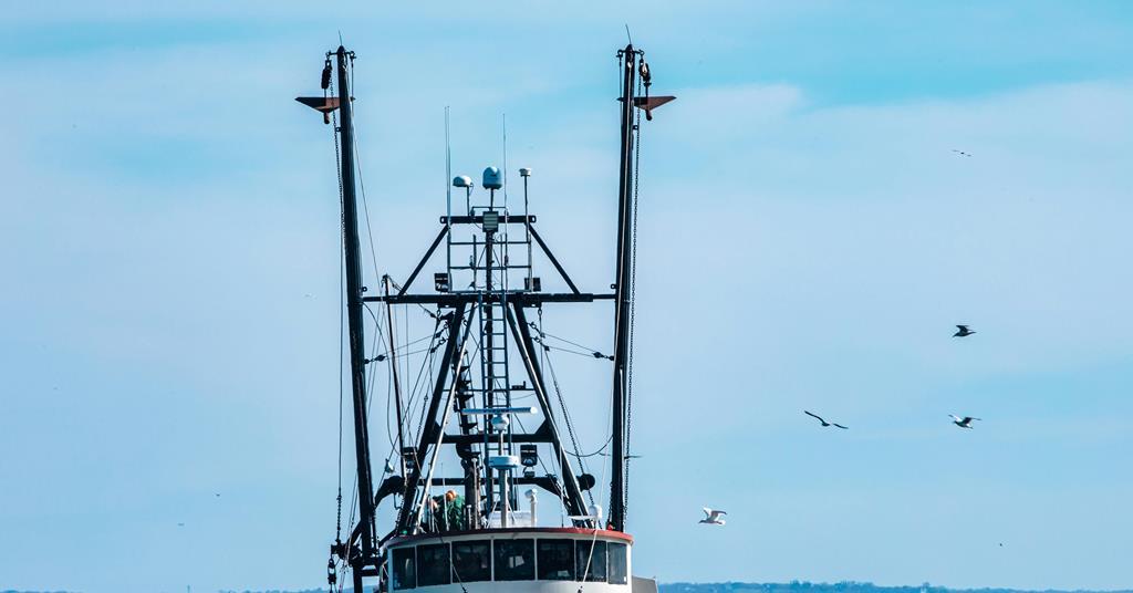 Seafood coalition sues NOAA over MMPA | News | World Fishing