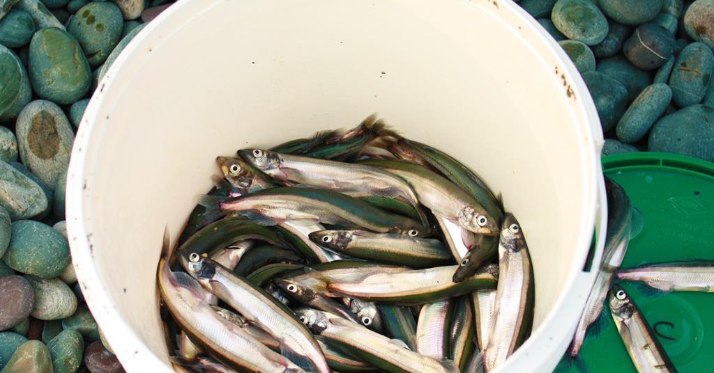 Forage fish are in trouble | News | World Fishing