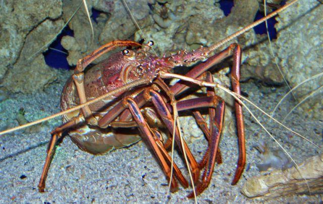 Chilean lobster fishery MSC certified | News | World Fishing