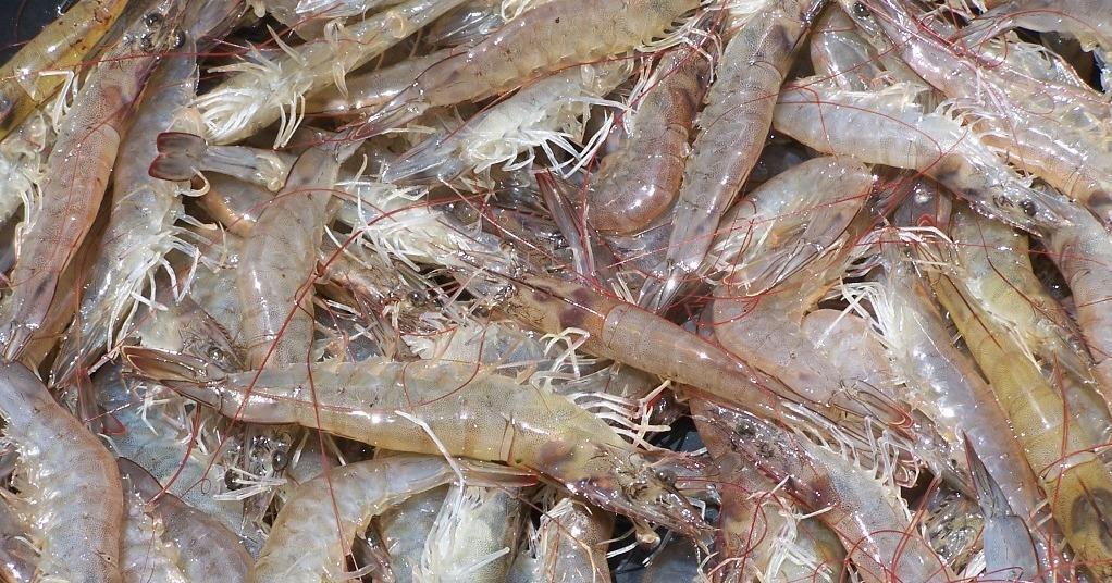 BAP shrimp standards now a ‘Good Alternative’ | News | World Fishing