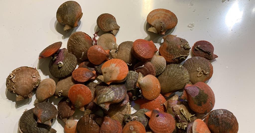 Tech-enabled scalloping | News | World Fishing