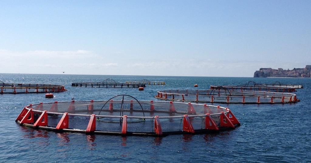 Fish farming is still the future | News | World Fishing