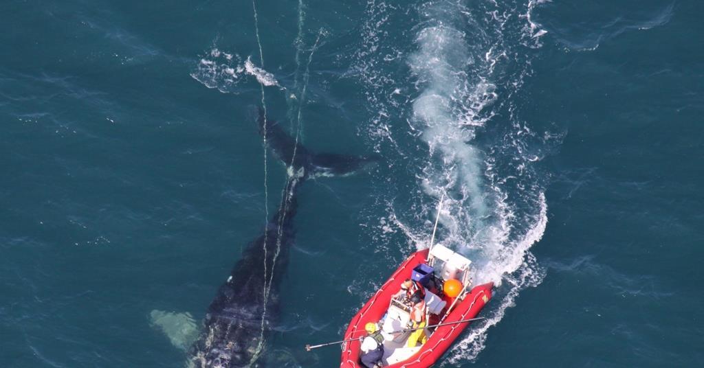 Scientists use sedation to help disentangle North Atlantic right whale ...