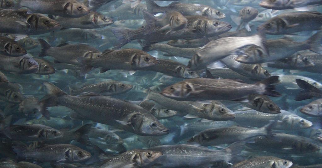 Baltic Sea fishing limit woes | News | World Fishing