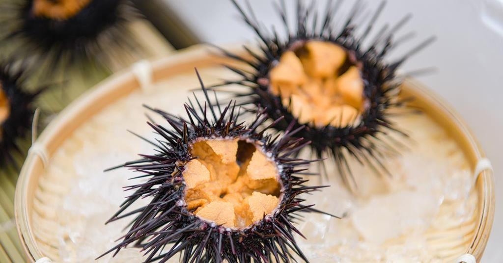 Urchinomics teams up to keep sea urchins on the menu | News | World Fishing
