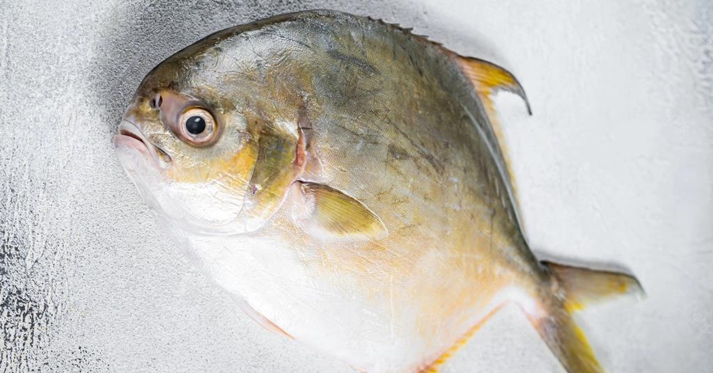 Pompano’s US potential | News | World Fishing