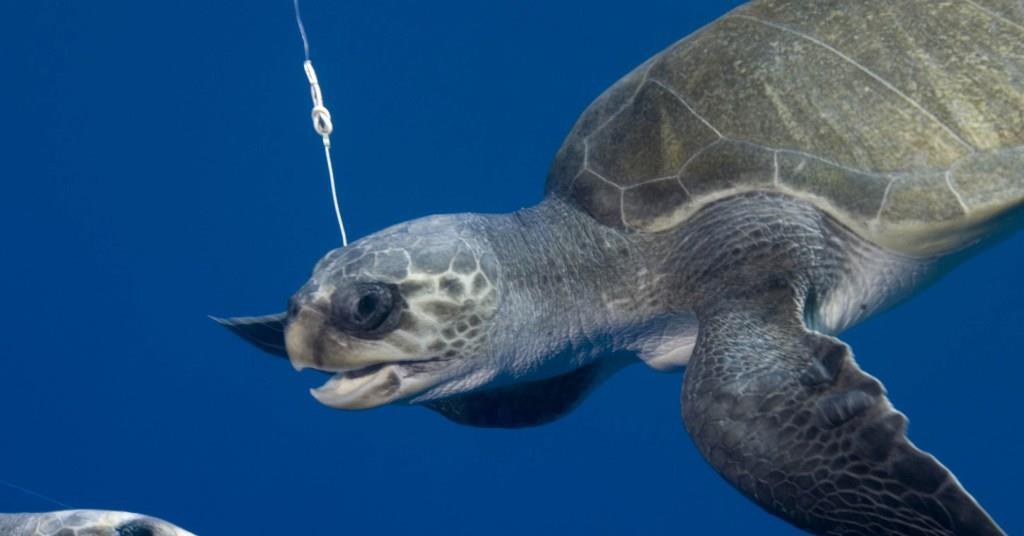 Longline bycatch capped at 17 Pacific loggerhead turtles | News | World ...