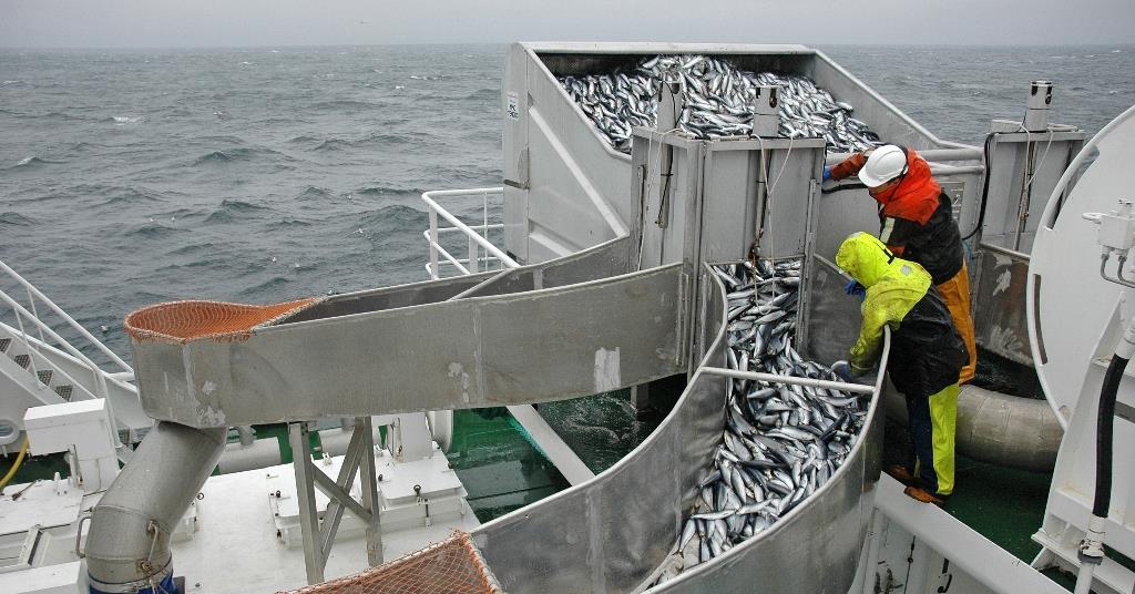 Pre-sampling avoids capture of juvenile mackerel | News | World Fishing