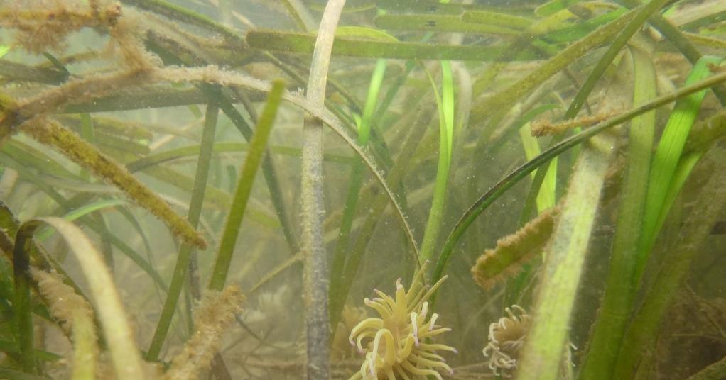 Protecting coastal biodiversity supports fisheries | News | World Fishing
